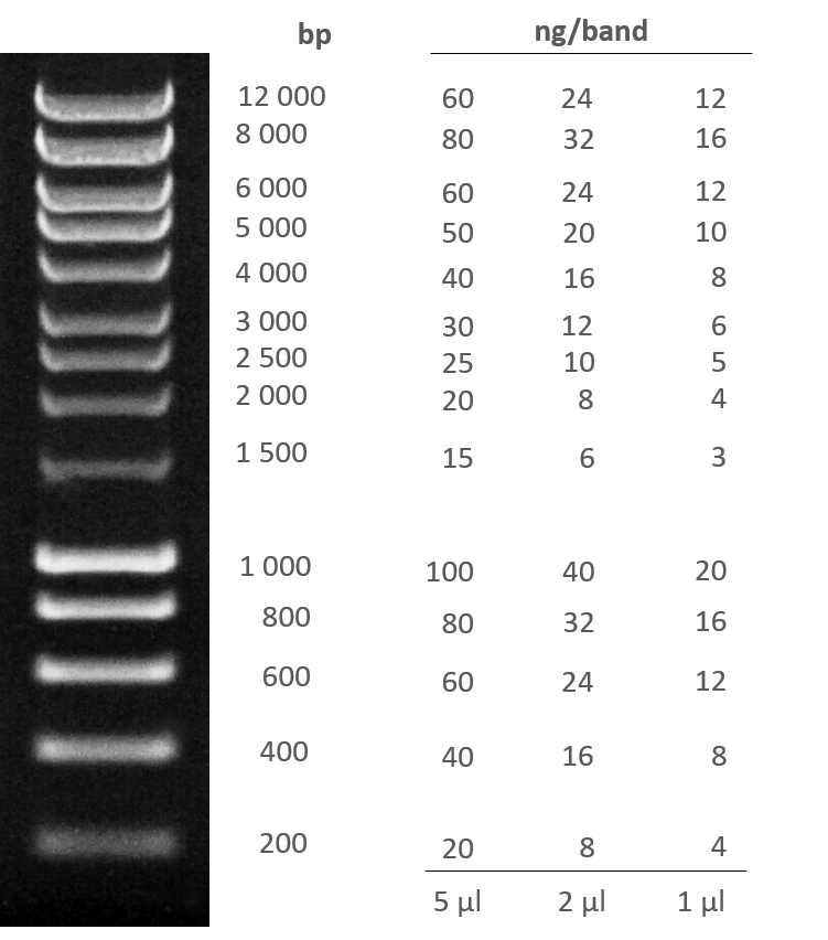 High Range DNA Ladder | Ampliqon