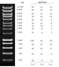 High Range DNA Ladder | Ampliqon