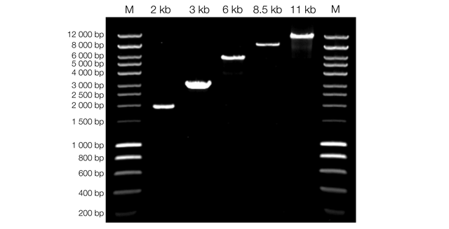 AQ97 HiFi Hot Start 2x Master Mix