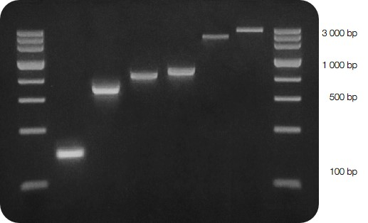 AccuPOL DNA Polymerase