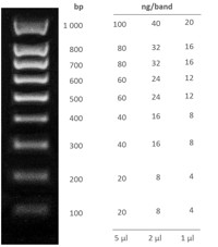 Low Range DNA Ladder | Ampliqon
